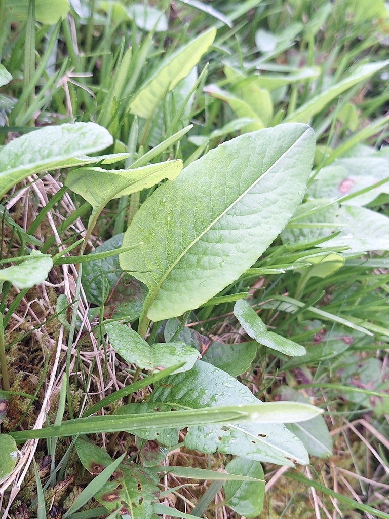 common bistort from MV46+VQ, Wardle, Rochdale OL12 9PL, UK on April 18 ...