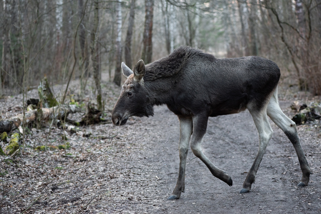 European Elk (Alces alces alces) - Know Your Mammals
