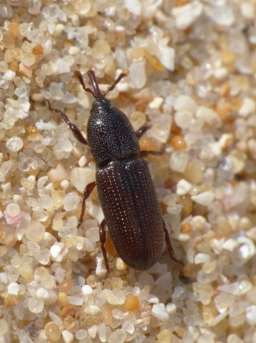 Mesites aquitanus · iNaturalist