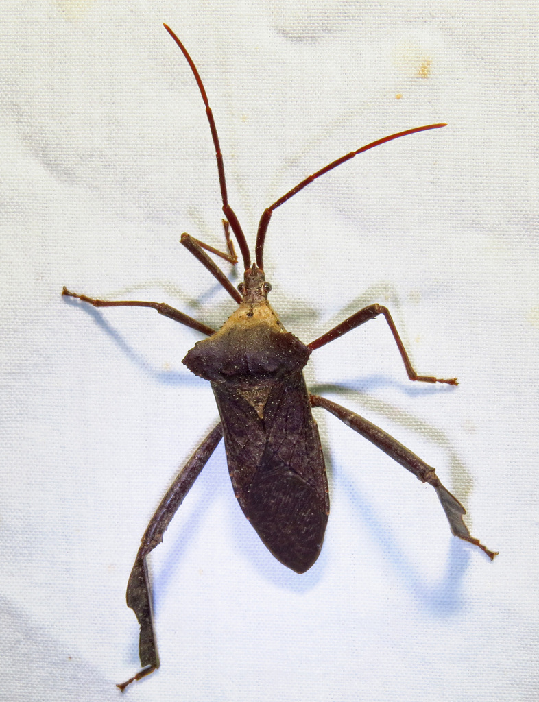 Giant leaf-footed bug from 608 Martin Ave, Boaz, AL 35957, USA on March ...