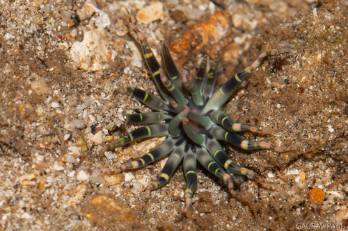 Edwardsianthus pudicus · iNaturalist