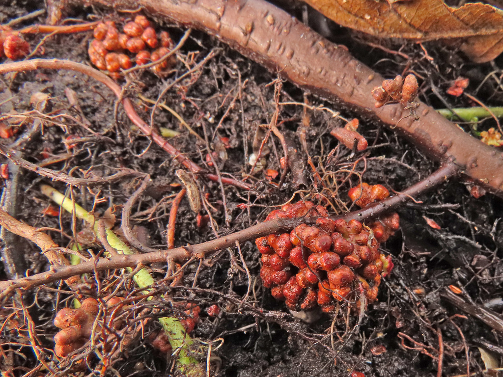 Alder Root Gall Bacteria from Северо-Западный административный округ ...