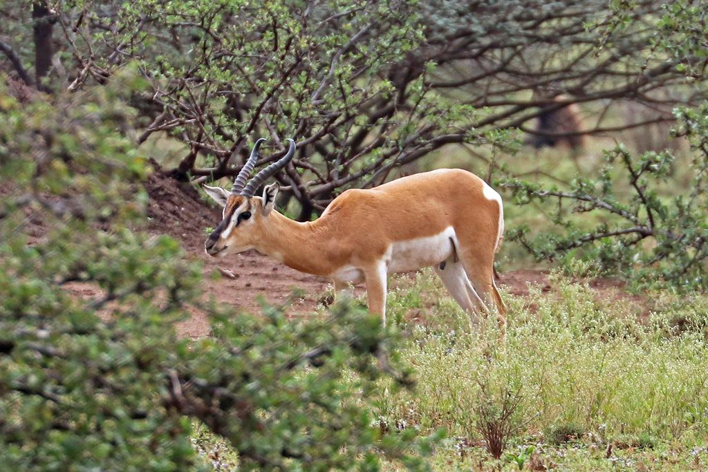 Sömmerring's Gazelle (Nanger soemmerringii) - Know Your Mammals