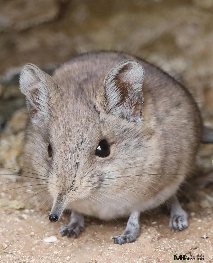 North African Sengi (Petrosaltator rozeti) - Know Your Mammals