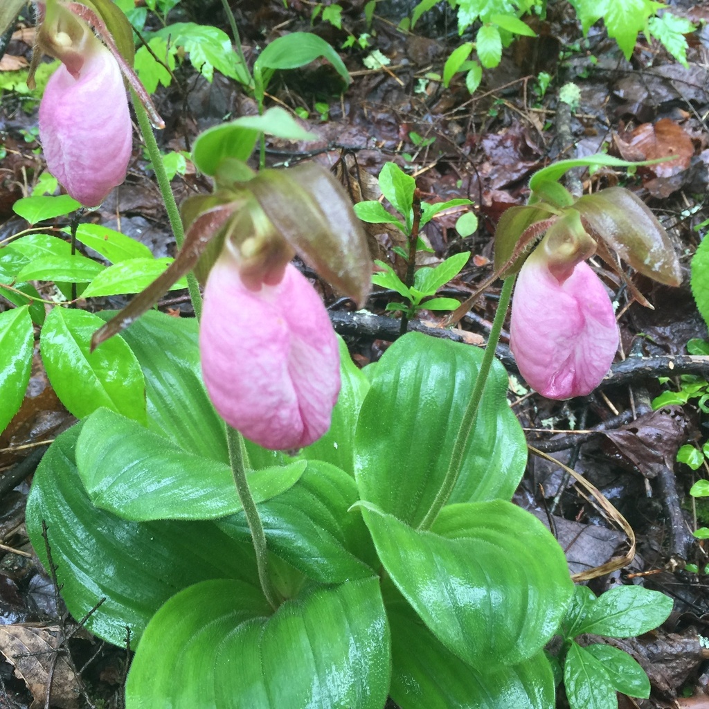 pink lady's slipper on May 03, 2016 at 11:59 AM by hankdye · iNaturalist