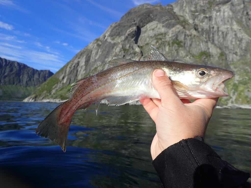 Whiting (Merlangius merlangus) - Marine Life Identification