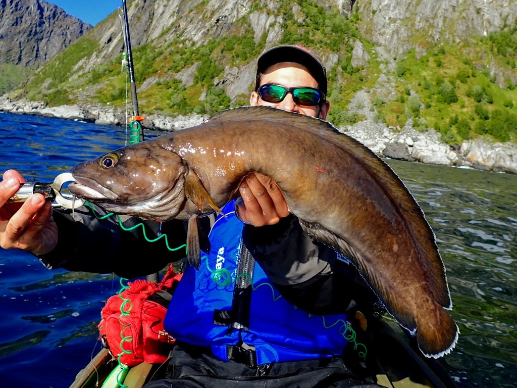 Cusk (Saltwater Fish of Massachusetts) · iNaturalist