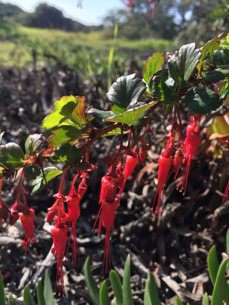 Gooseberry Family (Grossulariaceae) - Botanical Realm