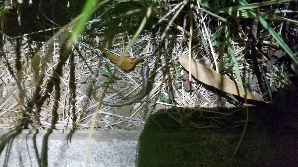 Southern Alligator Lizard from Chico, CA, USA on March 13, 2020 at 08: ...