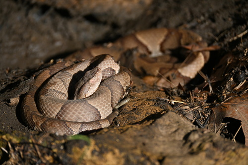 Eastern Copperhead (Agkistrodon contortrix) - Snakes and Lizards