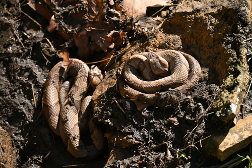 Eastern Copperhead (Agkistrodon contortrix) - Snakes and Lizards