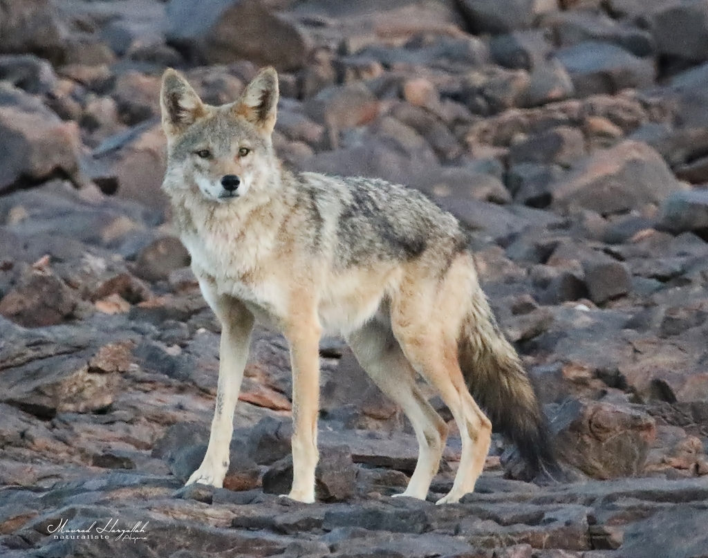 African Wolf (Canis lupaster) - Know Your Mammals