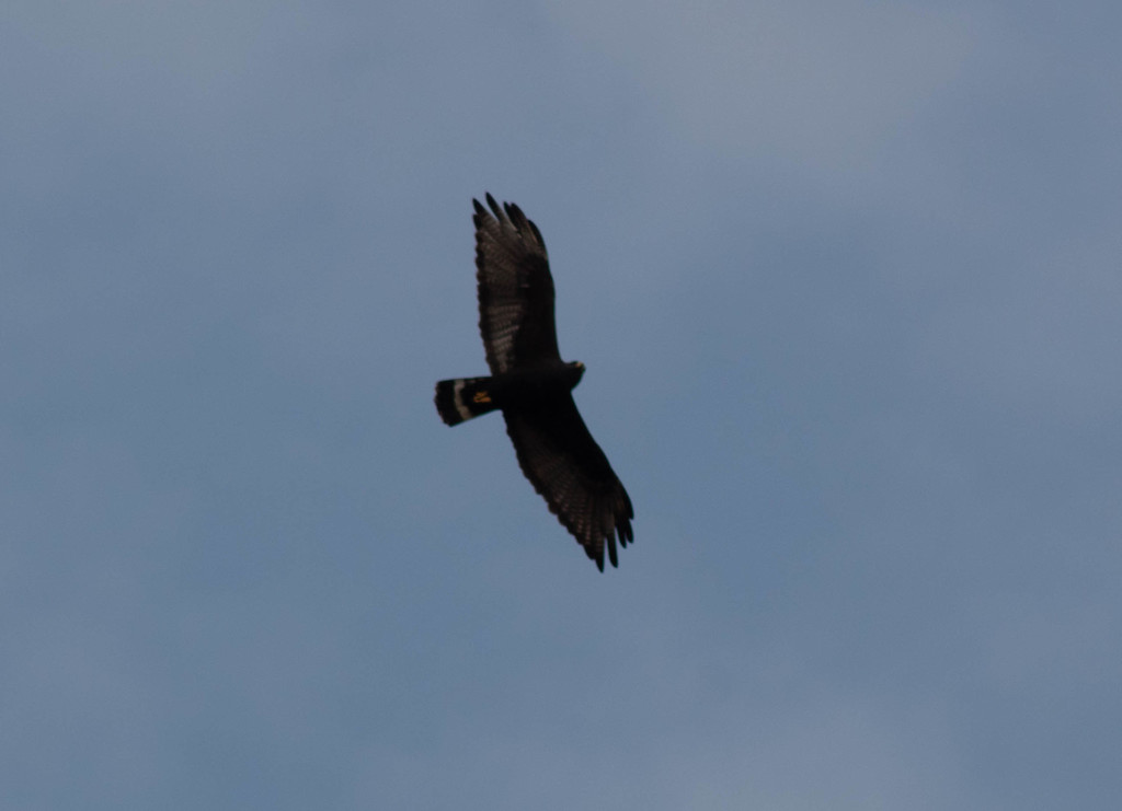 Zone-tailed Hawk from Santa María Tonameca, Oax., México on March 18 ...