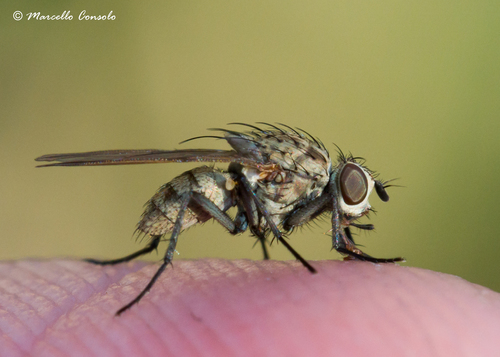 Genus Delia · iNaturalist