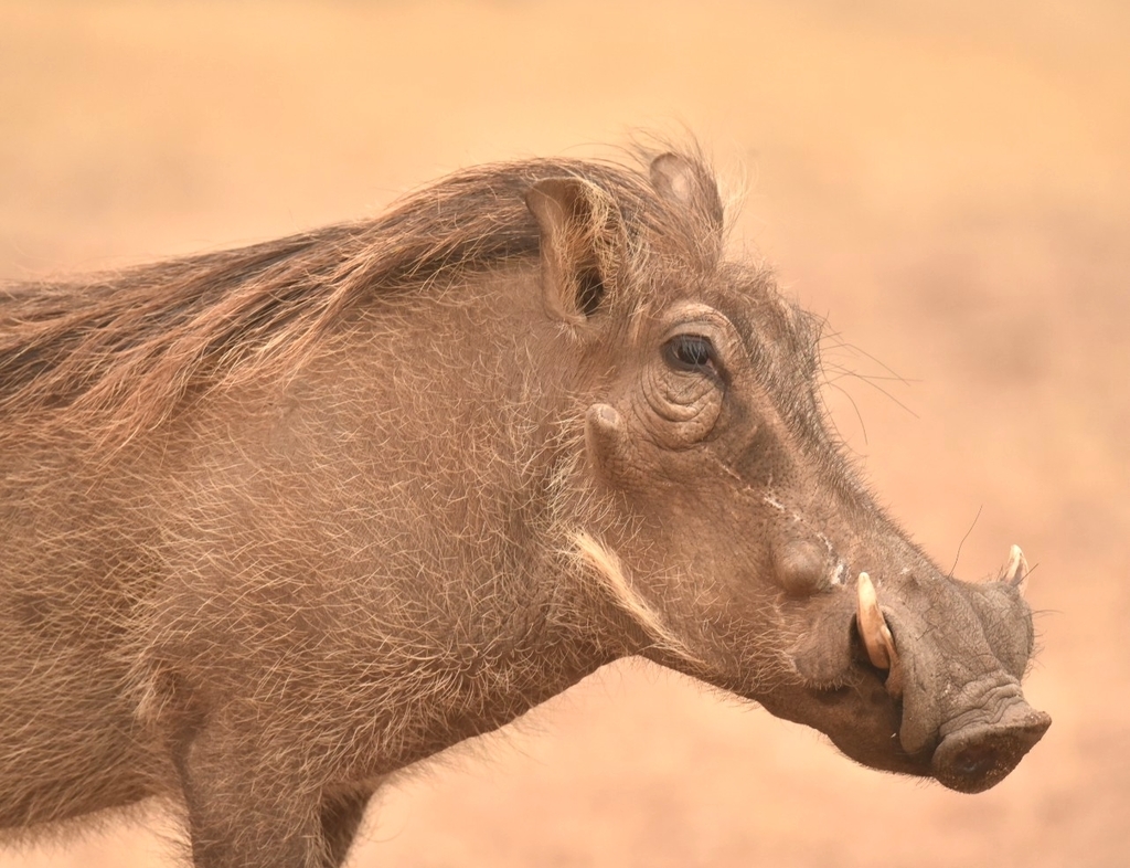 Suids (Suidae) - Know Your Mammals