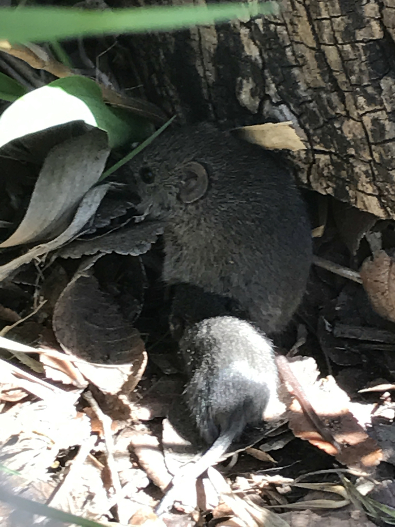 Northern Pygmy Mouse (Baiomys taylori) - Know Your Mammals