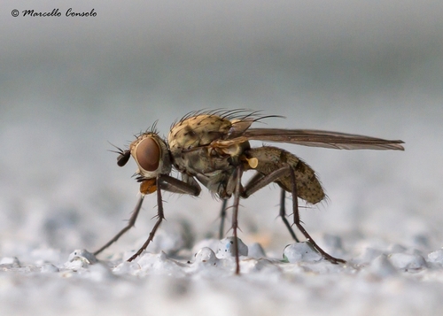 Delia florilega · iNaturalist