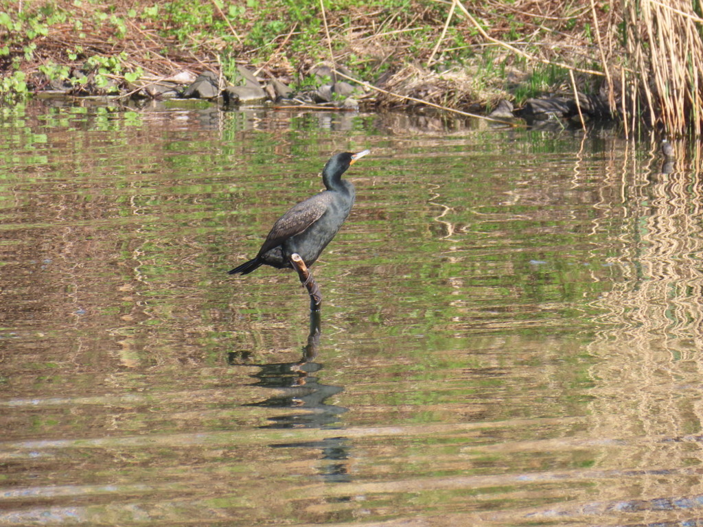 American Cormorants from North Bergen, NJ, USA on April 18, 2026 at 05: ...