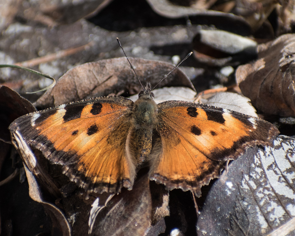 California Tortoiseshell from 409 Sixth St, Nelson, BC V1L 2Y2, Canada ...
