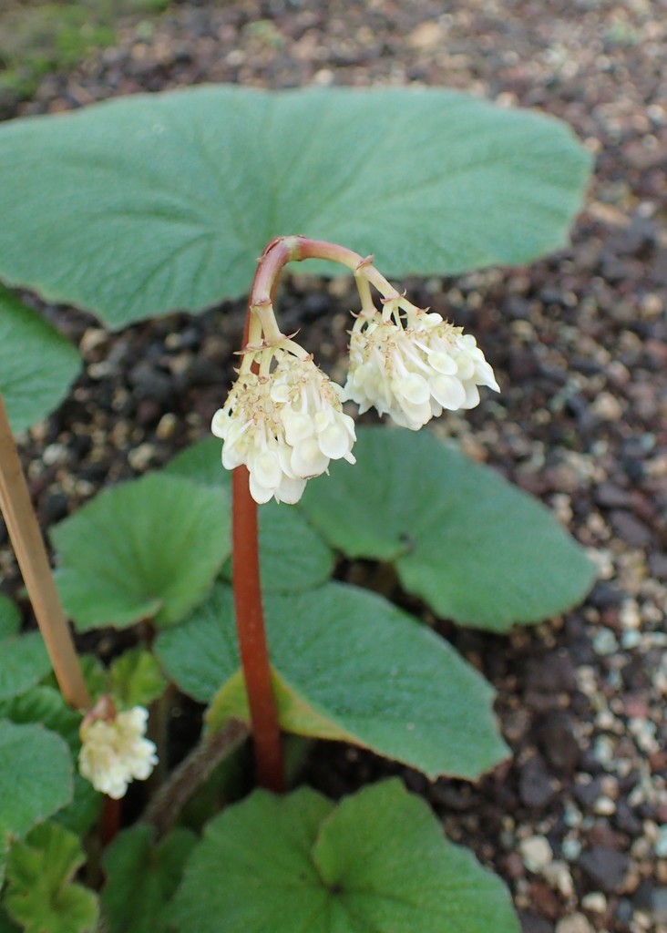 (Begonia acida) - Botanical Realm