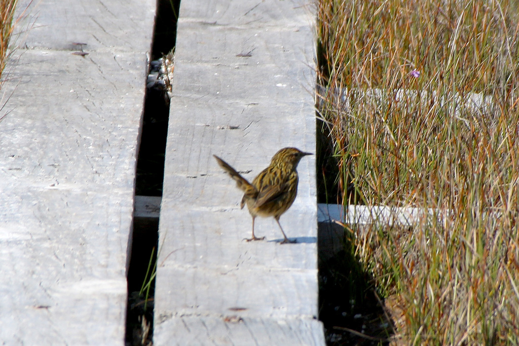 Western Tasmanian Striated Fieldwren from Southwest TAS 7116, Australia ...