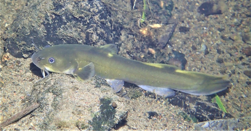 Stonecat (Noturus flavus) - Marine Life Identification