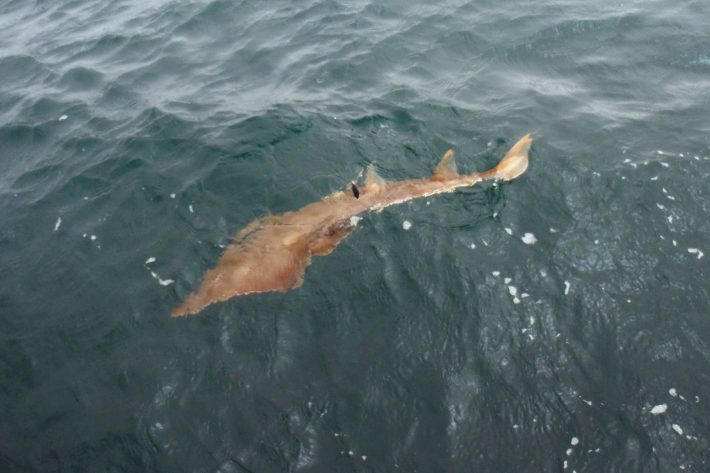 Shovelnose Guitarfish (China Cove Organisms) · iNaturalist