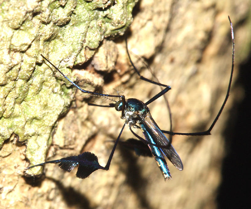 Sabethes cyaneus (Fabricius, 1805)
