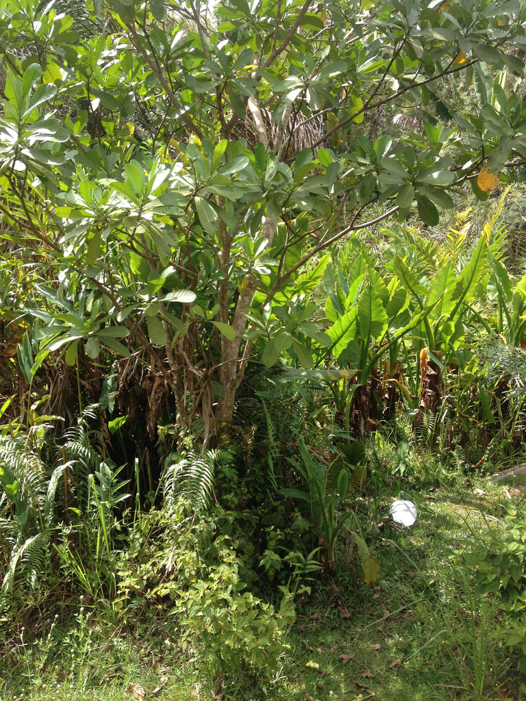 Wild Frangipani from Atsinanana, MG-TM, MG on February 18, 2017 at 09: ...