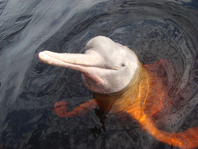Orinoco River Dolphin