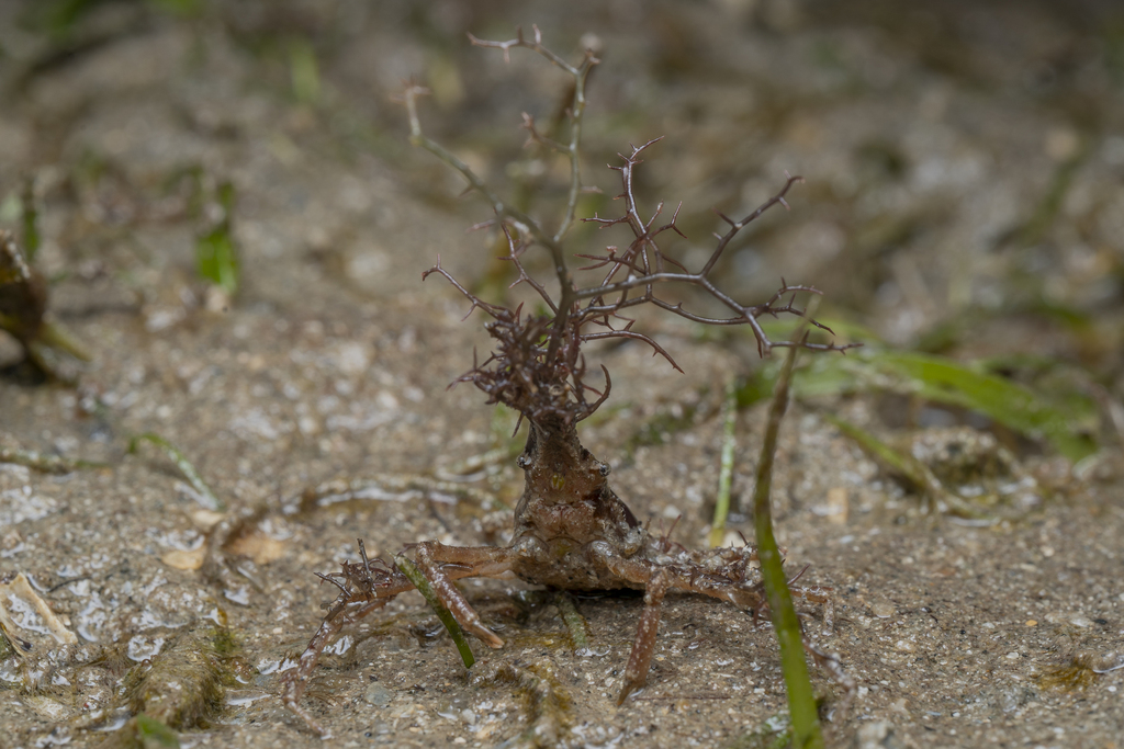 Hyastenus from West, Singapore on April 19, 2026 at 06:44 AM by Rui ...