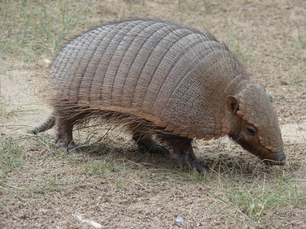 Armadillos (Cingulata) - Know Your Mammals