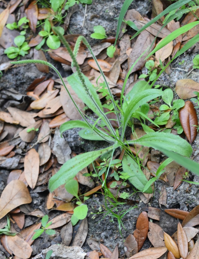 dwarf plantain from Polk County, FL, USA on March 20, 2020 at 10:04 AM ...