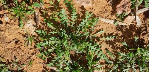 Genus Geococcus · iNaturalist