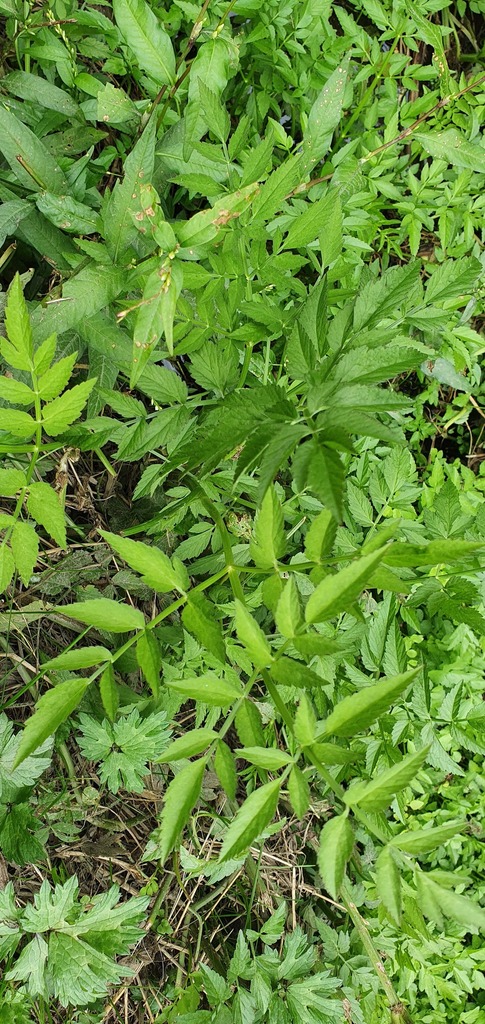 Java water-dropwort from Richmond, New Zealand on March 21, 2020 at 12: ...