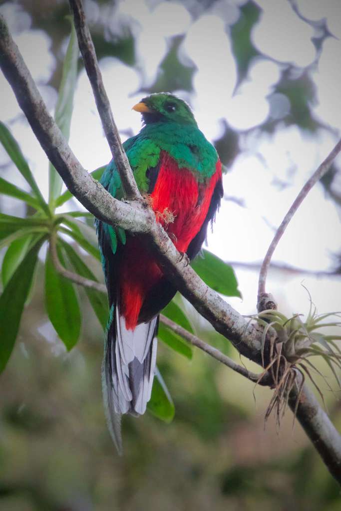 White-tipped Quetzal (Pharomachrus fulgidus) - Avian Discovery