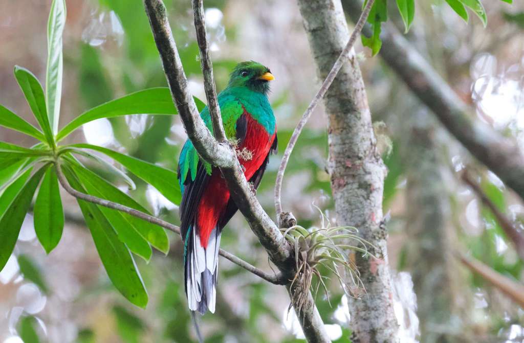 White-tipped Quetzal (Pharomachrus fulgidus) - Avian Discovery