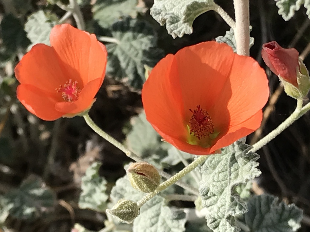apricot mallow from Anza-Borrego Desert State Park, Ranchita, CA, US on ...