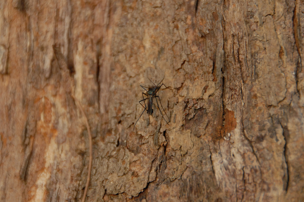 Southern African Elephant Mosquito from Kauai County, HI, USA on April ...