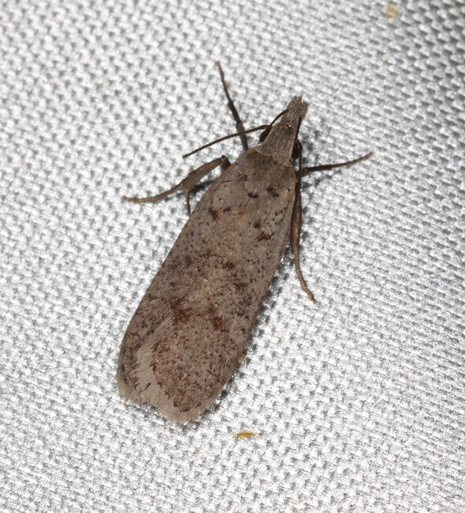 Autumn Cluster Moth from Bull Hill, Tinonee NSW 2430, Australia on ...