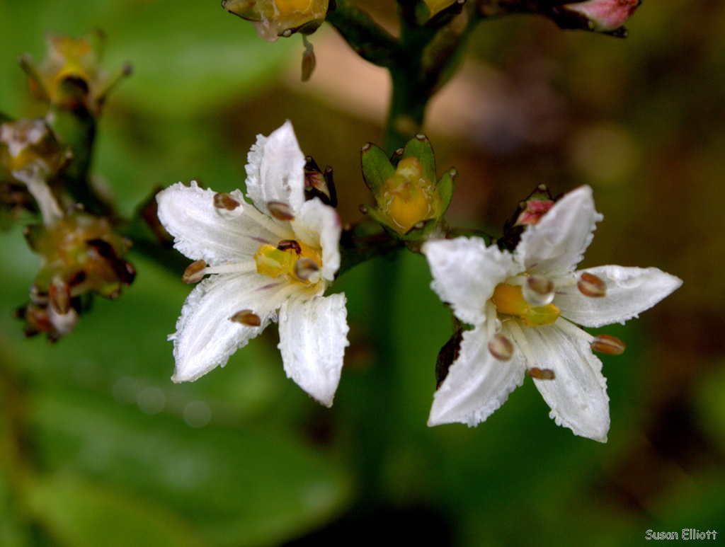 Nephrophyllidium (Menyanthaceae (Buckbean) of the Pacific Northwest ...