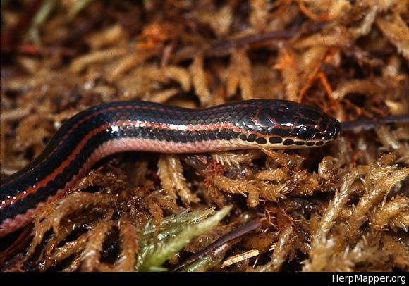 Rainbow Snake (Farancia erytrogramma) - Snakes and Lizards