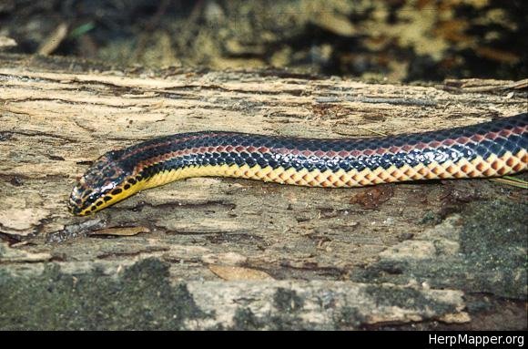 Rainbow Snake (Farancia erytrogramma erytrogramma) - Snakes and Lizards
