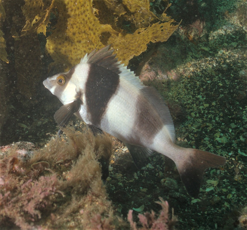 Magpie Perch from New South Wales, Australia on March 21, 2020 at 01:18 ...