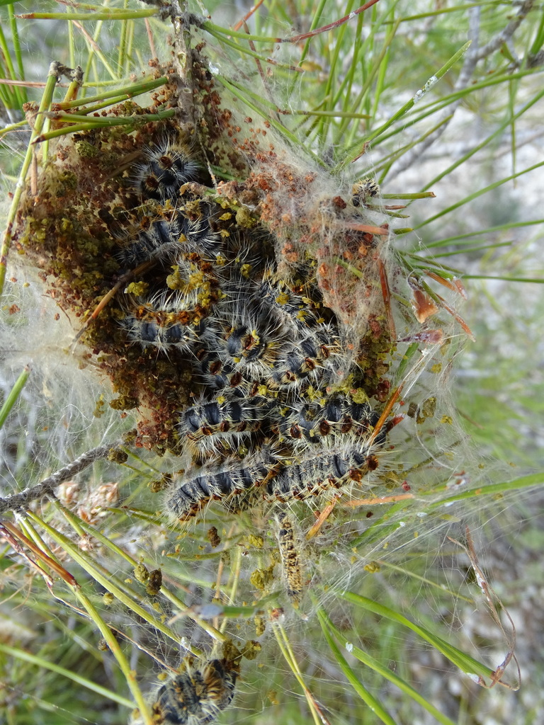 Cyprus Processionary Moth from Tochni, Cypr on March 13, 2020 at 03:50 ...