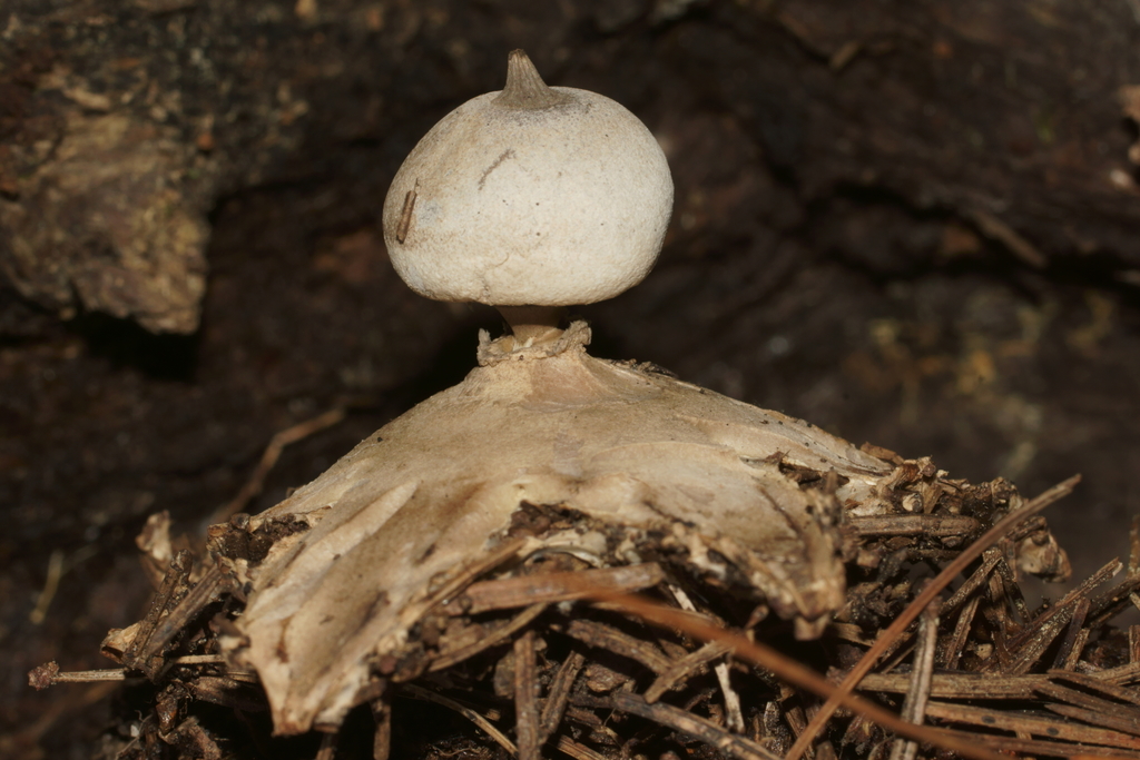 Beaked Earthstar from Mont Alto State Park, Pennsylvania, USA on August ...
