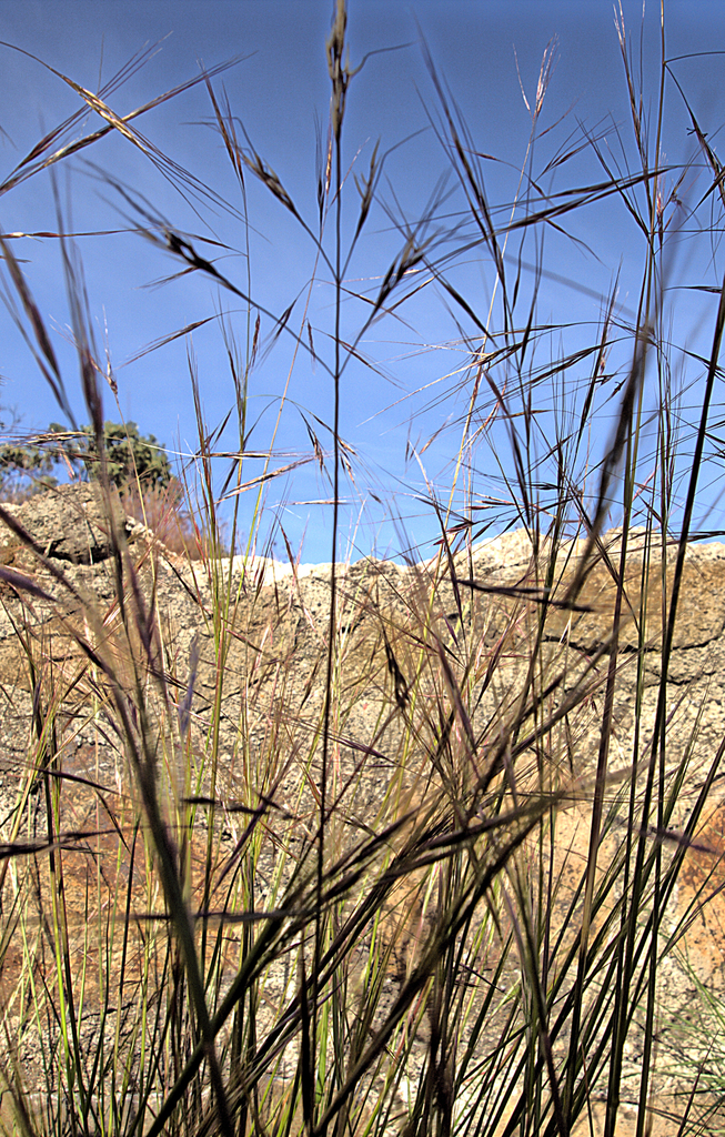 Foothill Needlegrass (Edgewood My Plants) · iNaturalist