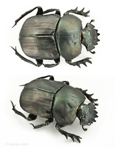 Nocturnal Copper Dung Beetle (Kheper cupreus) · iNaturalist