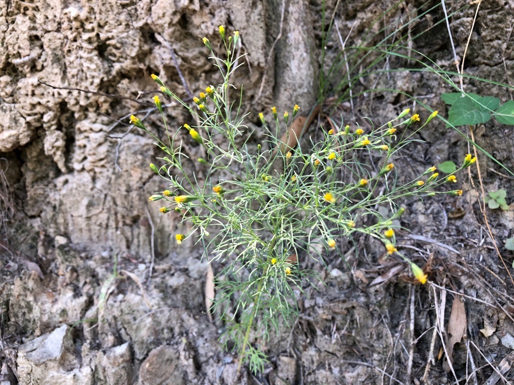 dwarf marigold from Fordsdale QLD 4343, Australia on March 21, 2020 at ...