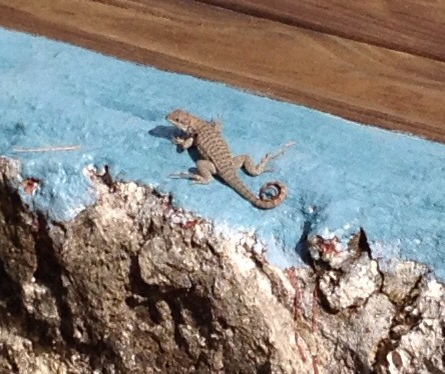 Northern Curly-tailed Lizard from Cat Island, , Bahamas, BS on February ...